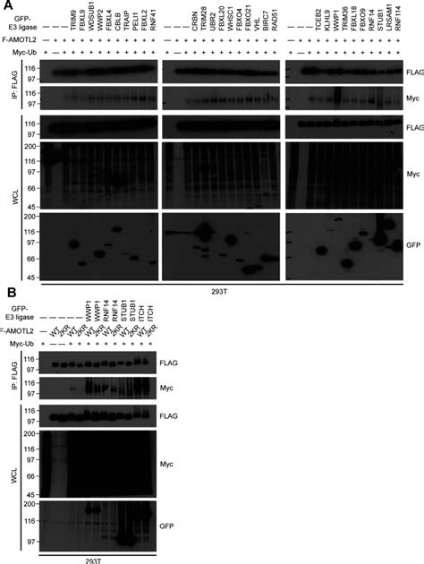Amotl2 Mono Ubiquitination By Wwp1 Promotes Contact Inhibition By