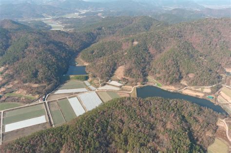 창녕군 소나무재선충병 대응 수종전환 추진