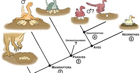 Evolution Bird Fossils At Hazel Anderson Blog