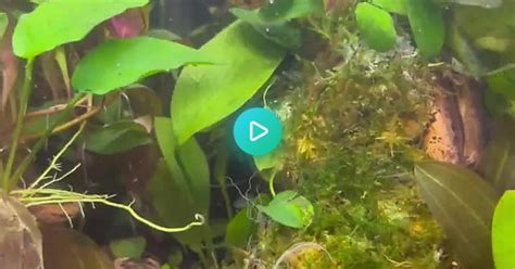 Turkey Baster Are Not Just For Turkeys Album On Imgur