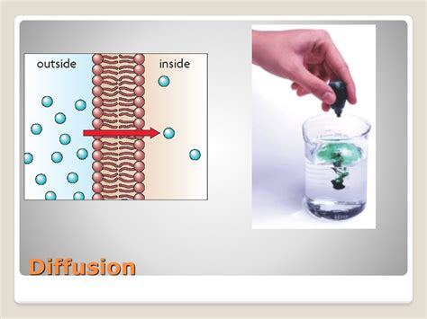 Cell Movement And Transport Ppt Download
