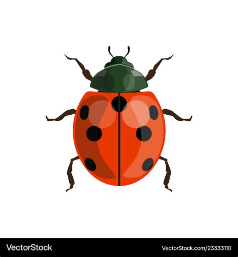 Ladybug Ladybird Royalty Free Vector Image Vectorstock