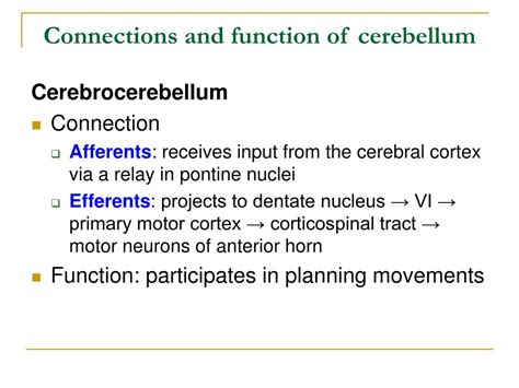 PPT The Cerebellum PowerPoint Presentation Free Download ID