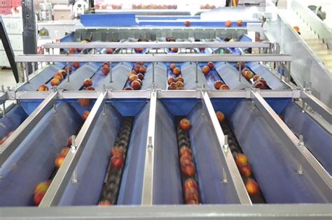 sorting grading packaging line for peaches and nectarines