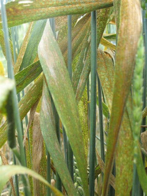 Wheat Fungi Diseases Dataset