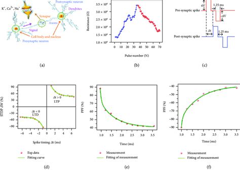 simulation of the characteristics of stdp and ppf in biological