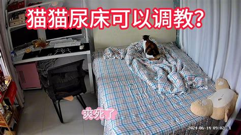 猫咪尿床教你调教，不正经得一招省下几百豆的麻烦，手把手教你解决乱尿原因。 Youtube