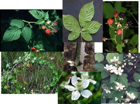 Dendrology Th Quiz Flashcards Quizlet