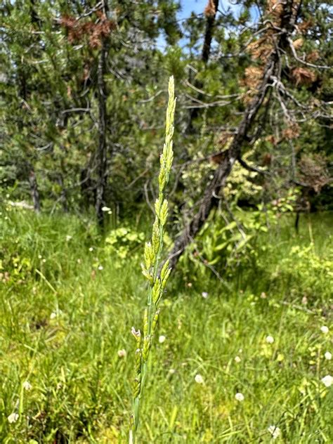 Spiked False Mannagrass From Mineral Ca Usa On August 31 2023 At 01