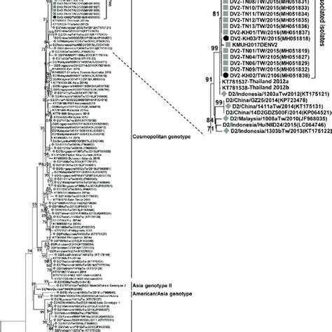 Phylogenetic Tree Analysis Of The Outbreak Associated Dengue Download Scientific Diagram