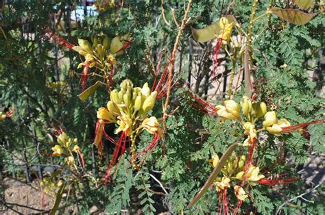 Caesalpinia Gilliesii Scientific Name