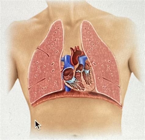 Anatomy Physiology Lab Unit 1 Exam Flashcards Quizlet