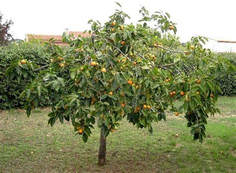 Отглеждане на райска ябълка Български Фермер