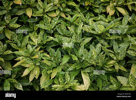 Aucuba Japonica Variegata Banque De Photographies Et Dimages à Haute