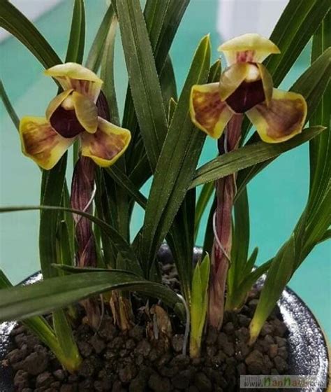 난희원 한국춘란 난초 춘란 蘭 산채품 종자목 명명품 화예품 엽예품