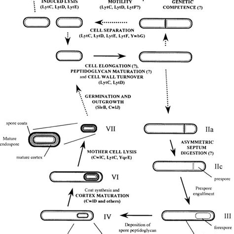 Pdf Autolysins Of Bacillus Subtilis Multiple Enzymes With Multiple Functions