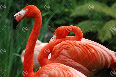 Flamingoes 库存照片 图片 包括有 脖子 公开承认 橙色 火鸟 双翼飞机 佛罗里达 敌意 600656