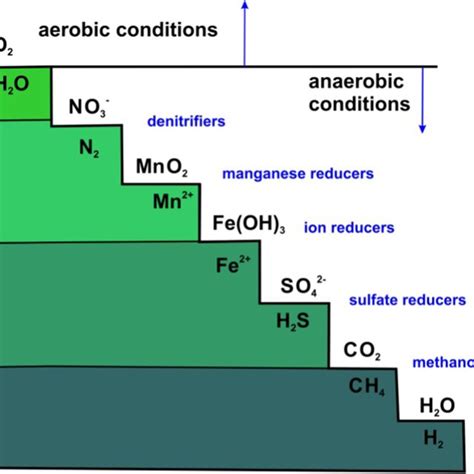 Temporal Evolution Of Nitrogen Compounds At The Bottom Of The Lake