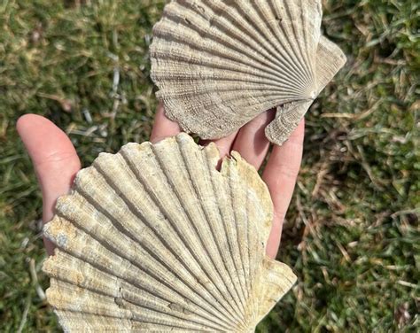 Complete Small Fossilized Chesapecten Shells Set Of 3 Fossil Shells