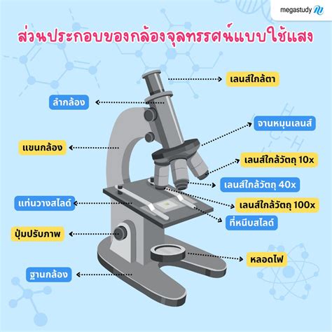ส่วนประกอบของกล้องจุลทรรศน์แบบใช้แสง 🔬 มีอะไรบ้าง จำไว้เลยออกสอบชัวร์ 1 เลนส์ใกล้ตา 2 ลำกล้อง