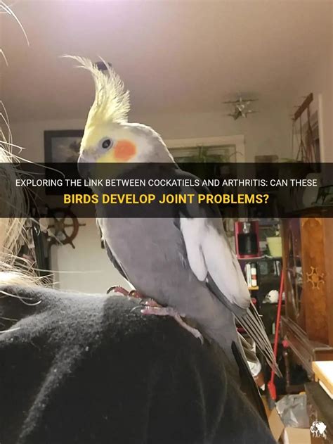 Exploring The Link Between Cockatiels And Arthritis Can These Birds