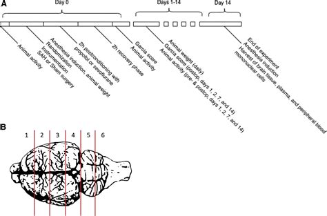 Sevoflurane Postconditioning Protects From An Early Neurolog