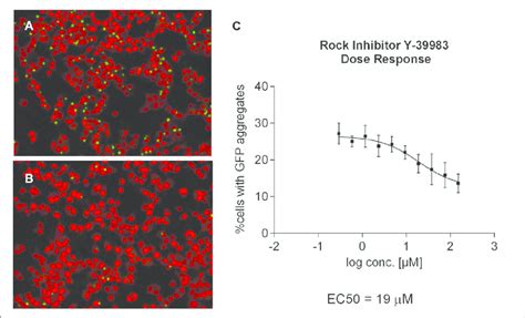 aggregation assay in inducible pc12 cells based on apostol et al 78