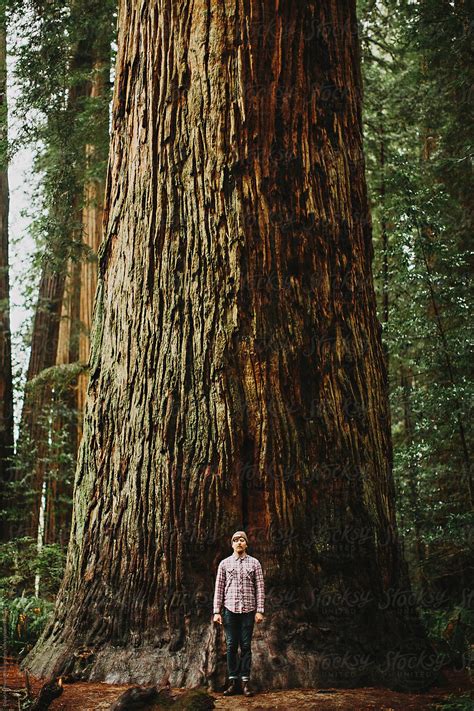Smal Man Big Tree By Stocksy Contributor Dylan M Howell Photography Stocksy