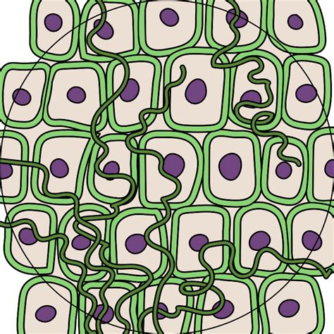 Plant Endophyte Cell Zoom Figure Science Figures