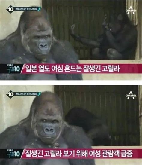 열도의 존잘 고릴라 캐릭터 일러스트