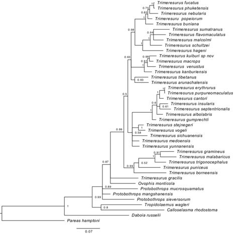 Bayesian Inference Tree Showing Inferred Phylogenetic Relationships Of Download Scientific