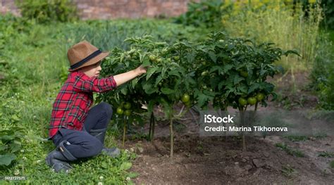 격자 무늬 셔츠와 밀짚 모자를 쓴 어린 소년이 정원에서 도움을줍니다 그는 토마토 침대 옆에 앉아 있습니다 4 5세에 대한 스톡 사진 및 기타 이미지 Istock