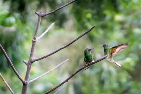 Hummingbird Mating Things You Probably Didn T Know