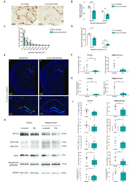 Pel24 199 Decreases Aβ Deposits And Amyloid Plaque Burden In App Ps1
