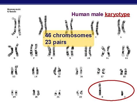 Human Male Karyotype 46 Chromosomes 23 Pairs Ap