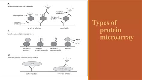 Proteomics Introduction And Techniques Pptx
