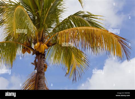 Ripe Orange Coconuts Grow On A Palm Tree Stock Photo Alamy