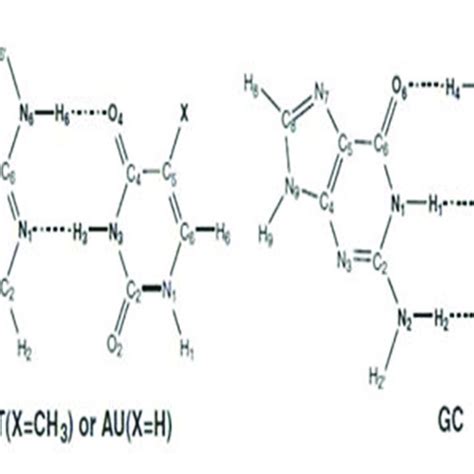 The Schematic Representation Of Dna And Rna Base Pairs Download Scientific Diagram