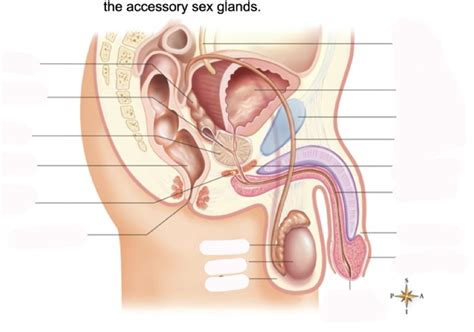 Diagram Diagram Quizlet