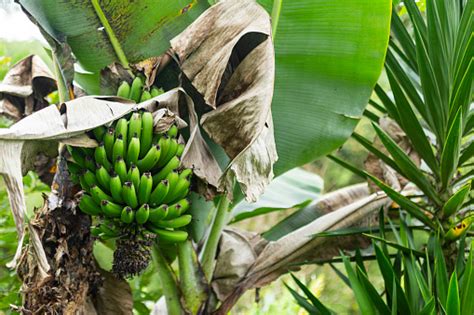 야자수 잎이 있는 아름다운 열대 식물 정원 녹색 야생 정글의 무성한 단풍 벽지를 위한 열대 우림 배경 개념 자연의 아름다움 경관에 대한 스톡 사진 및 기타 이미지 Istock