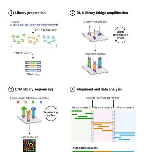 Next Generation Sequencing Ngs Definition Types Applications