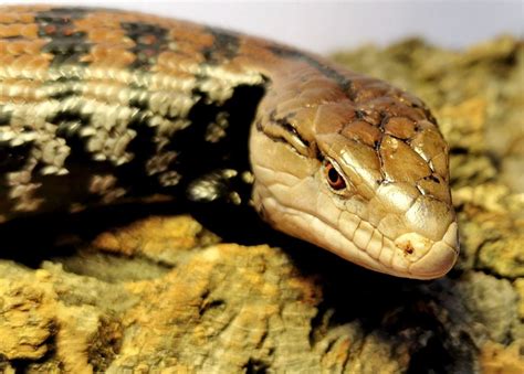 Гущери ЖИВА ЕКЗОТИКА