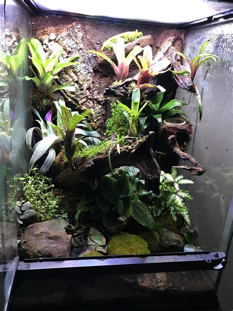 Dart Frog Viv X X R Vivarium Dart Frog Viv X X R Vivarium
