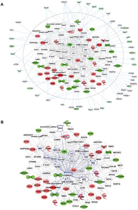 Comparative Proteomics And Global Gene Expression Profiling Reveals A Download Scientific