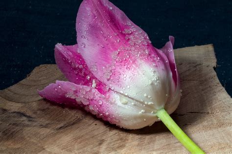 картинки цвести цветок лепесток цветение весна Розовый Флора цветы Тюльпаны