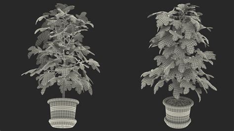 Fig Trees Collection 3d Model 119 3ds Fbx Obj Ma Max C4d Free3d