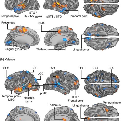 Speakerlistener Neural Synchronization Intersubject Phase