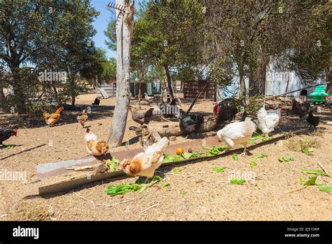 Chickens In Backyard Australia At Todd Briggs Blog