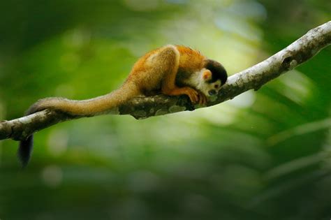 원숭이 열대 우림에서 긴 꼬리 다람쥐 원숭이 사이미리 Oerstedii 녹색 잎나무 줄기에 앉아 코르코바도 Np 코스타리카 열대