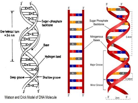 Dna And Rna Structure Functions Types Difference Similarities